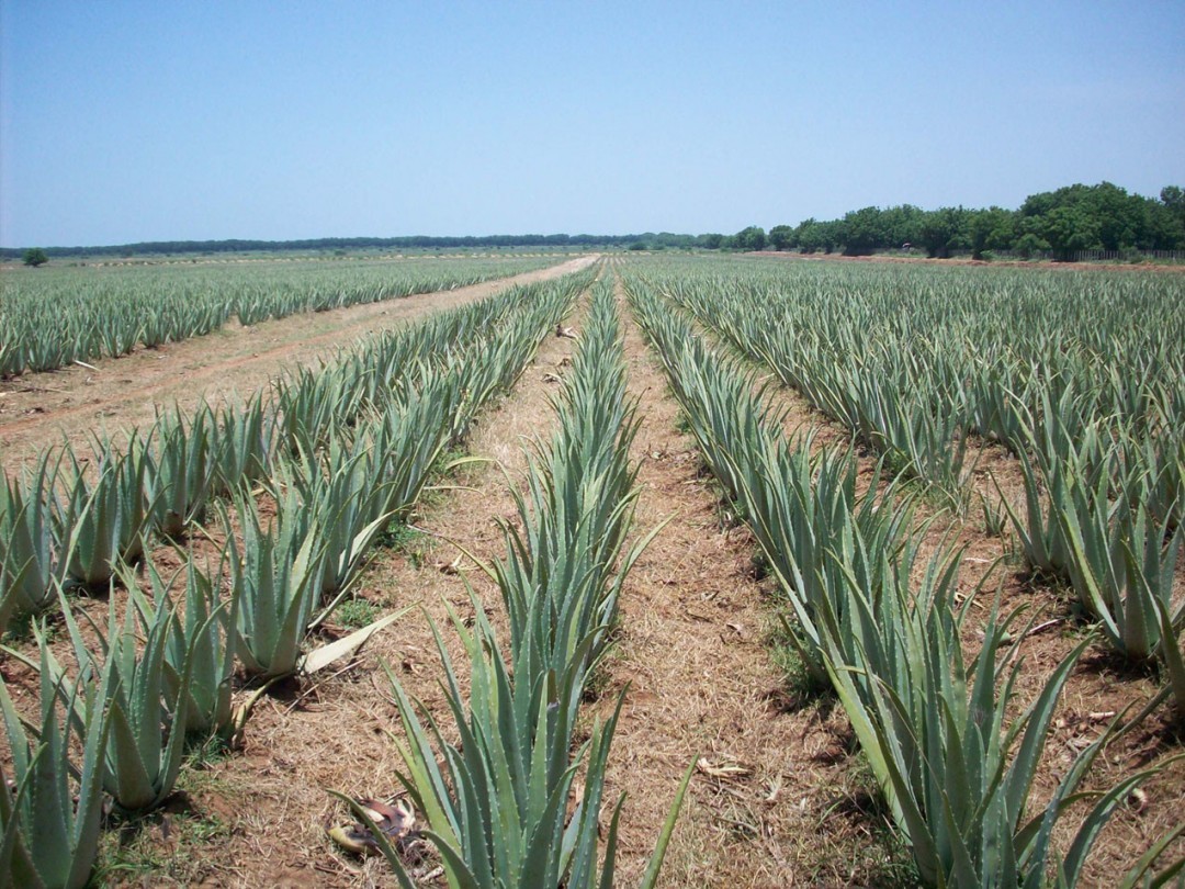 aloe-vera-field - The Aloe Vera Gel Shop